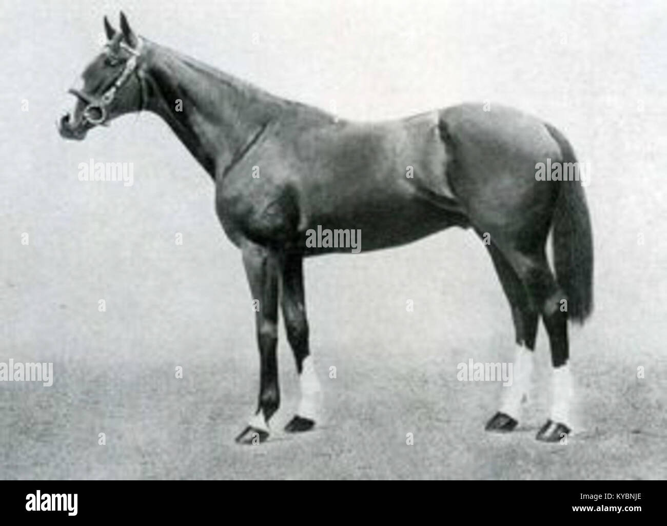 This image features Neil Gow, a horse, perhaps connected to a ...