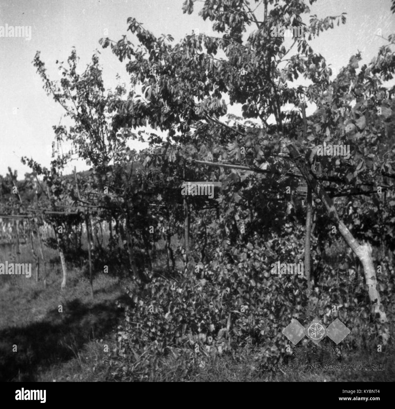 The 'Nepopoln tip latnika-polovicar' from Osp in 1949 refers to an ...