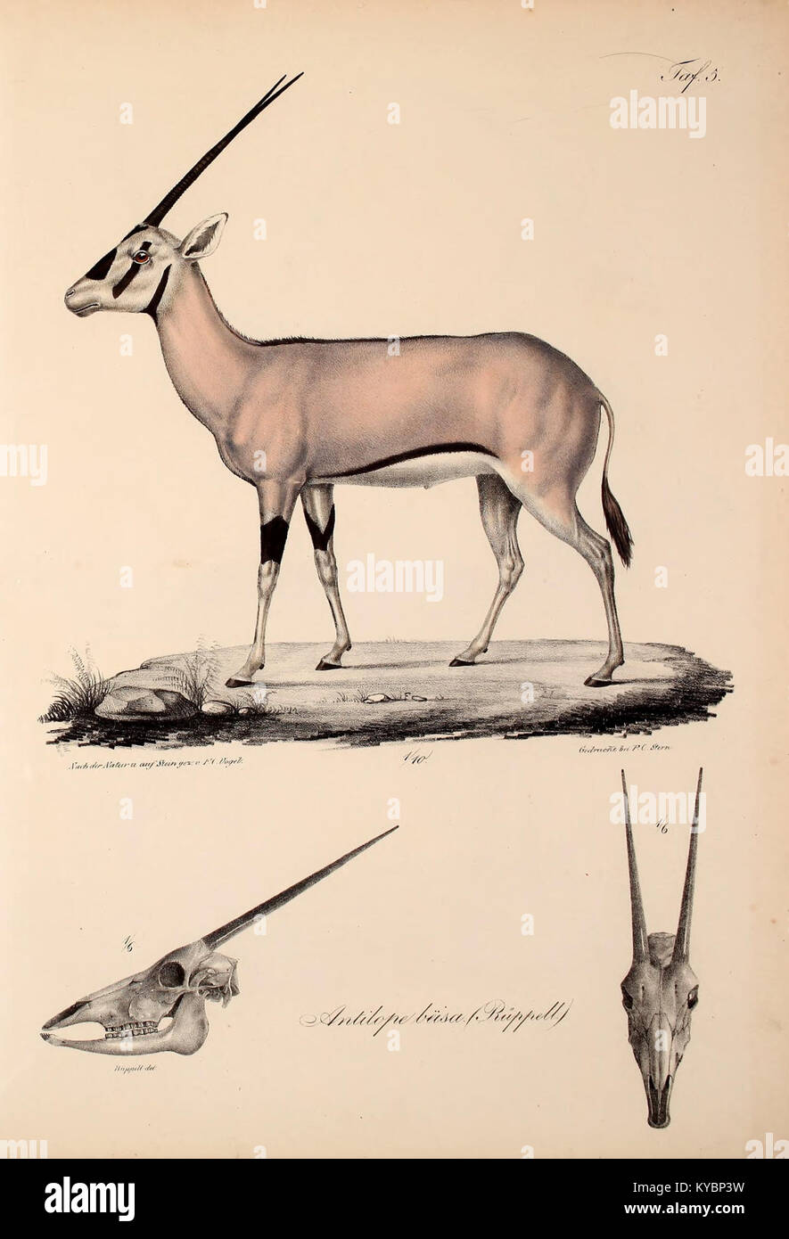'Neue Wirbelthiere zu der Fauna von Abyssinien,' an illustrated work ...