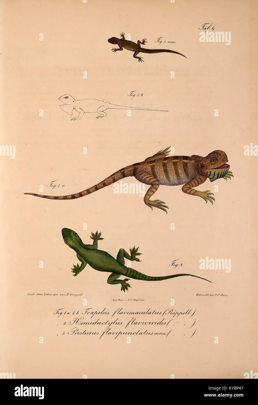 A scientific illustration depicting new vertebrates added to the fauna ...