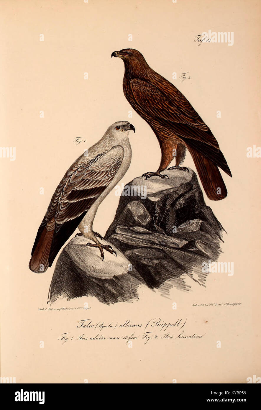 This work expands on the vertebrate fauna of Abyssinia (modern-day ...