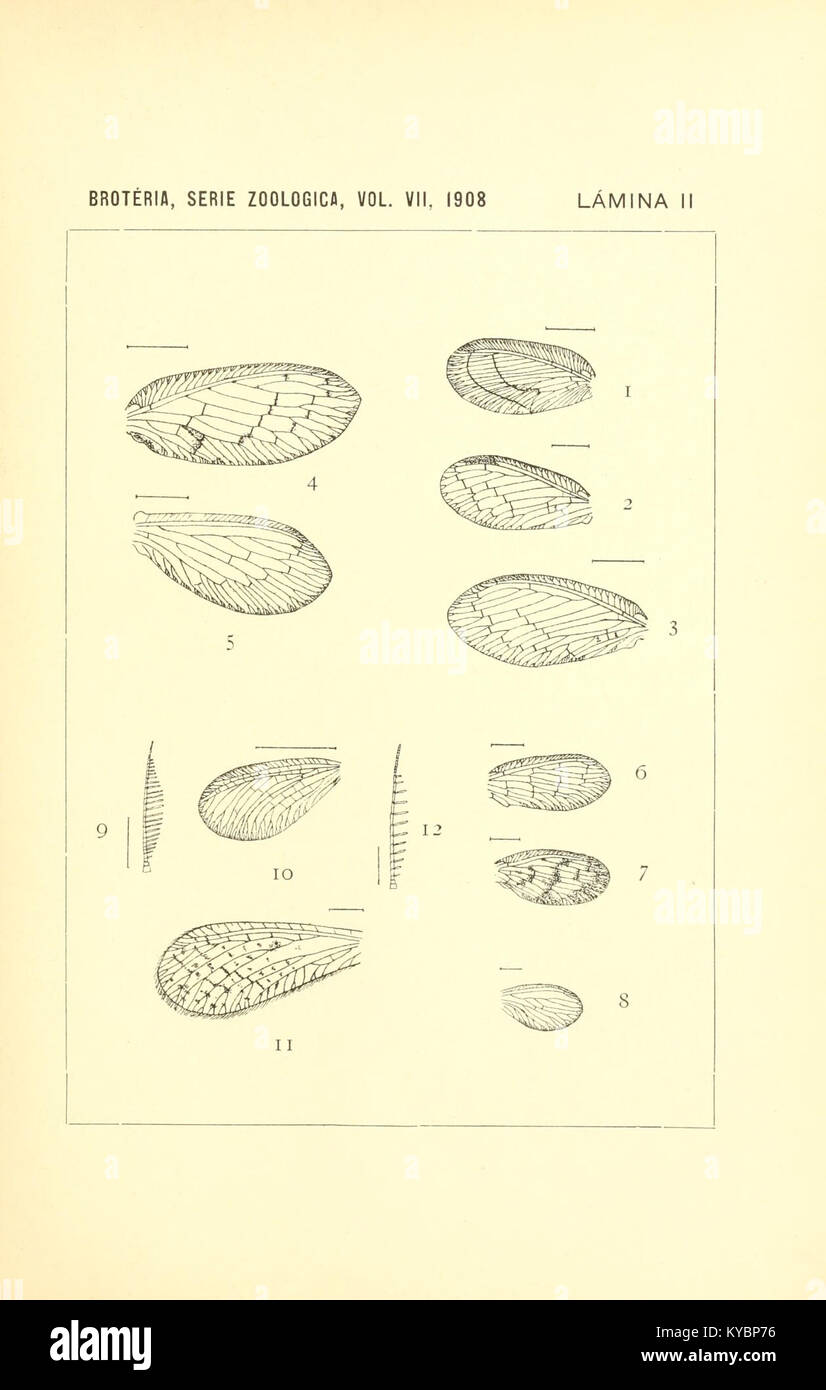 Neuropterans hi-res stock photography and images - Alamy
