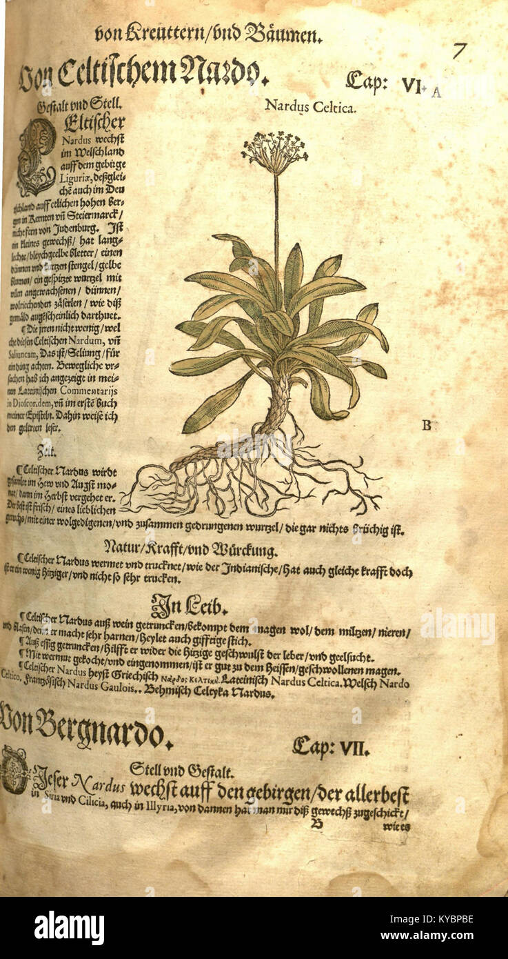 The “Neues Kräuterbuch” (New Herbal Book) originally published in the ...