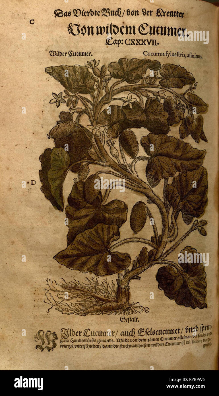 An illustration from Leonhart Fuchs' 1543 herbal, depicting a plant ...