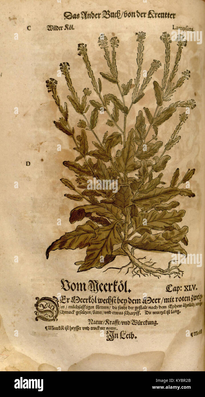 A historical herbal book detailing medicinal plants and their uses ...