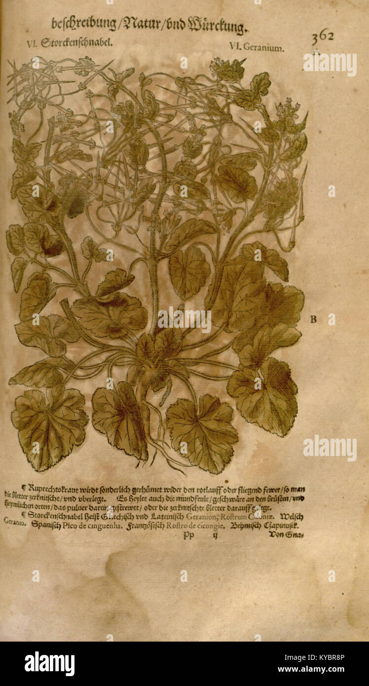 An illustrated folio from Leonhart Fuchs’s 1543 *New Kreüterbuch ...