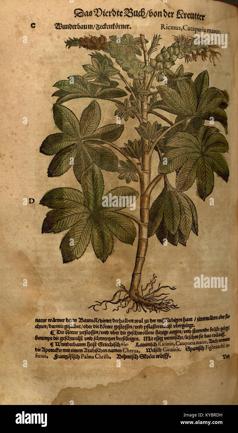 A new edition of the 'Kreuterbuch,' a botanical reference book ...