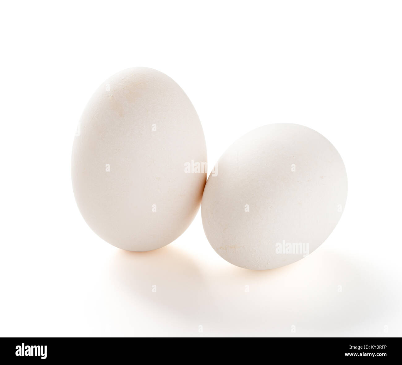 giant size goose eggs on white with clipping path Stock Photo - Alamy