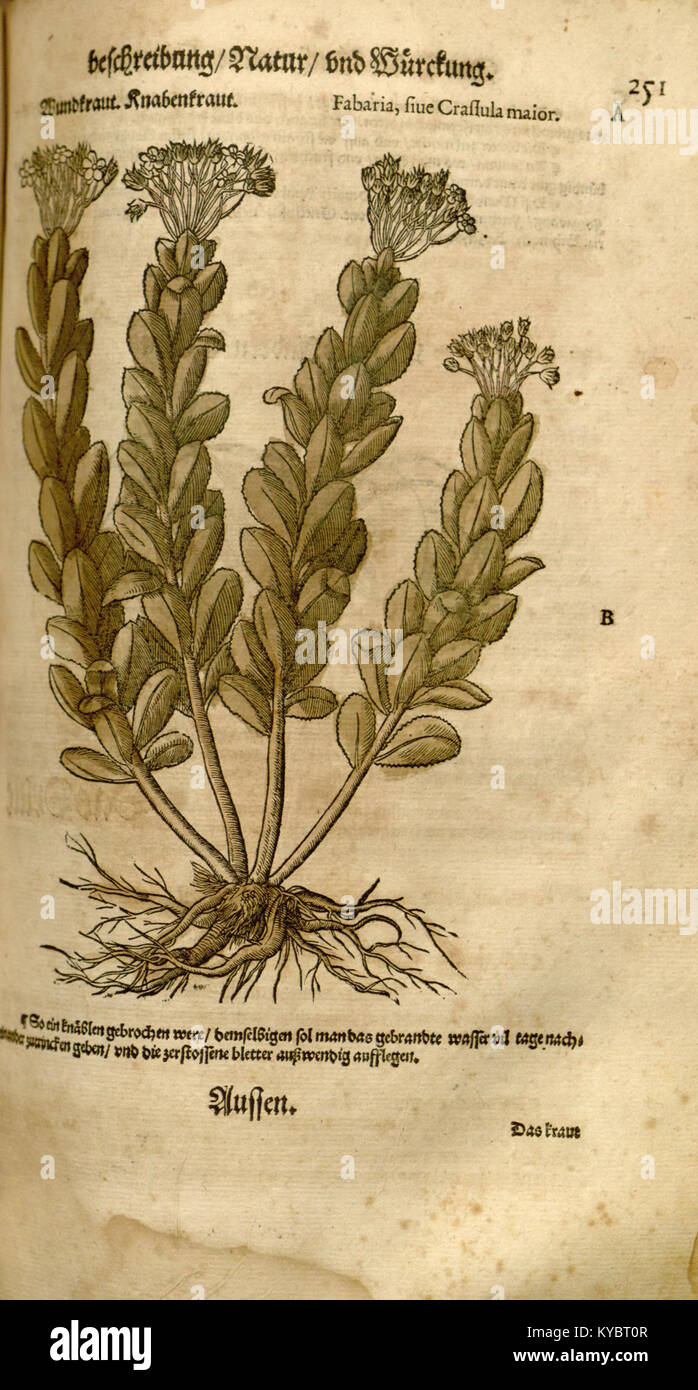 This image depicts the title page of a 'New Kreterbuch,' a botanical ...