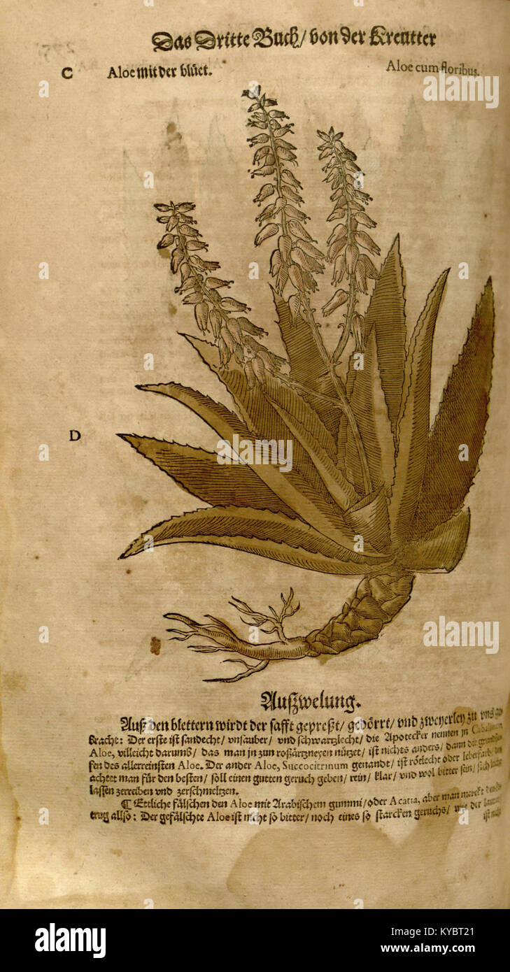 Leonhart Fuchs’s New Kreüterbuch was revolutionary for its accurately ...