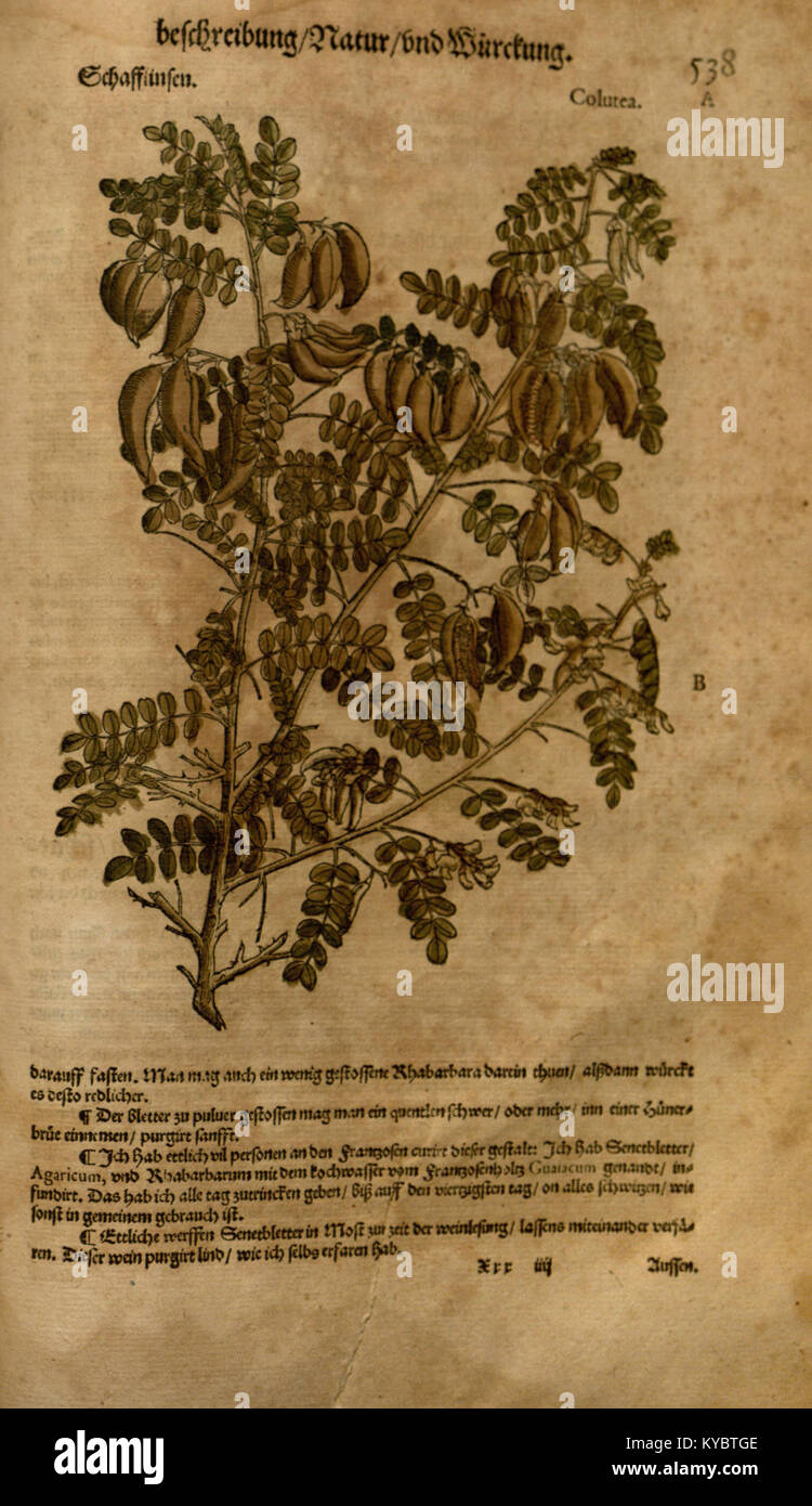 An old German-language dictionary, titled 'New Kreterbuch,' detailing ...