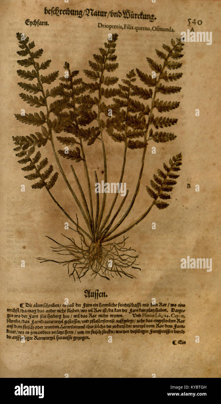 New Kreüterbuch BHL9501142 Stock Photo - Alamy