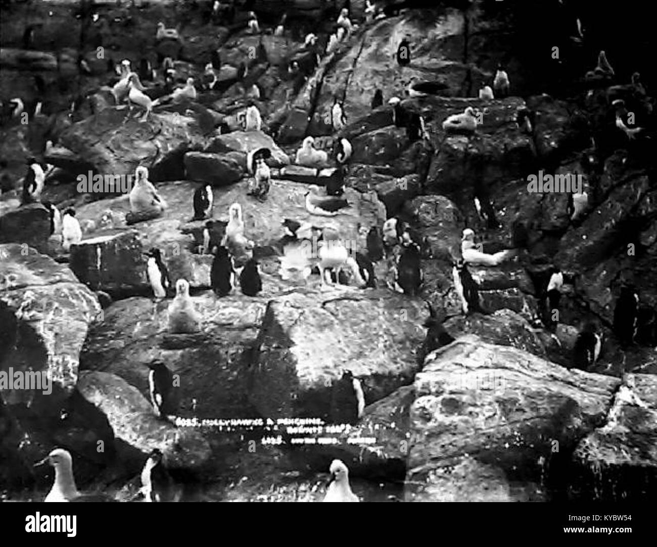 A photograph from 1888 showing the Bounty Islands in New Zealand ...