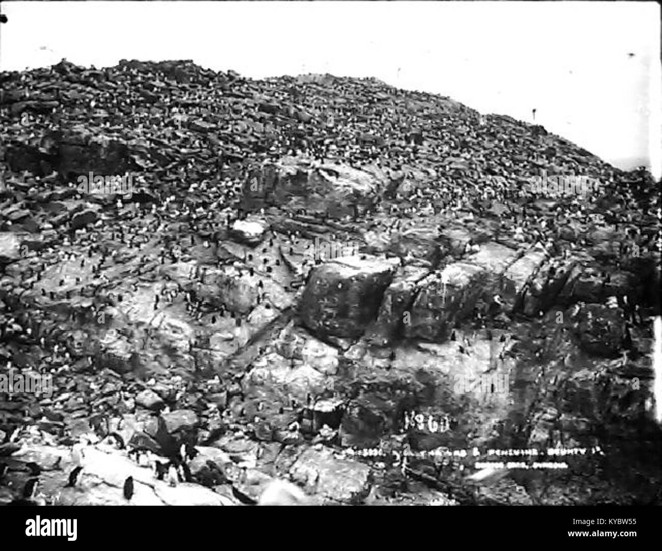 A historical 1888 photograph of the Bounty Islands, New Zealand ...