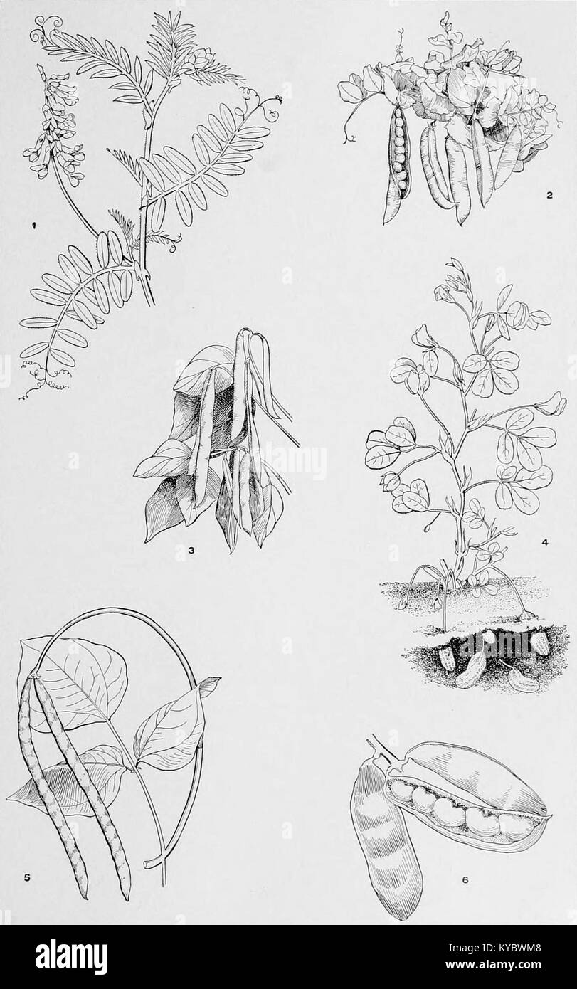 Legumes illustration Black and White Stock Photos & Images - Alamy