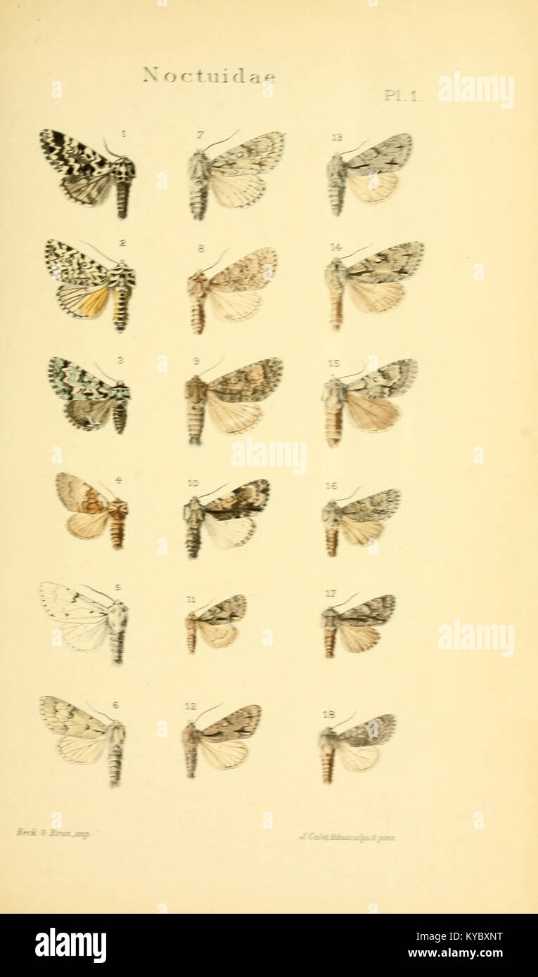 An illustrated book depicting the moths and geometers of Europe ...