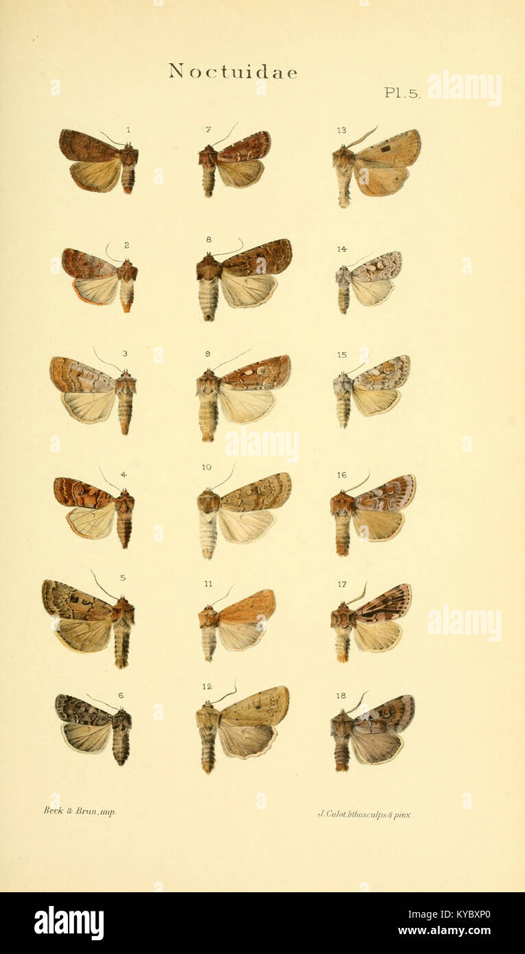 A scientific volume on European nocturnal and geometrid moths ...