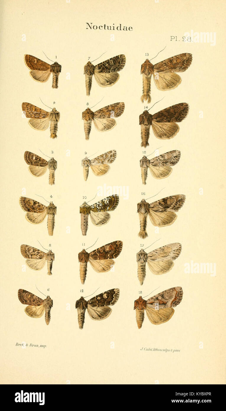 An illustration from 'Noctuelles et géomètres d'Europe' depicting ...