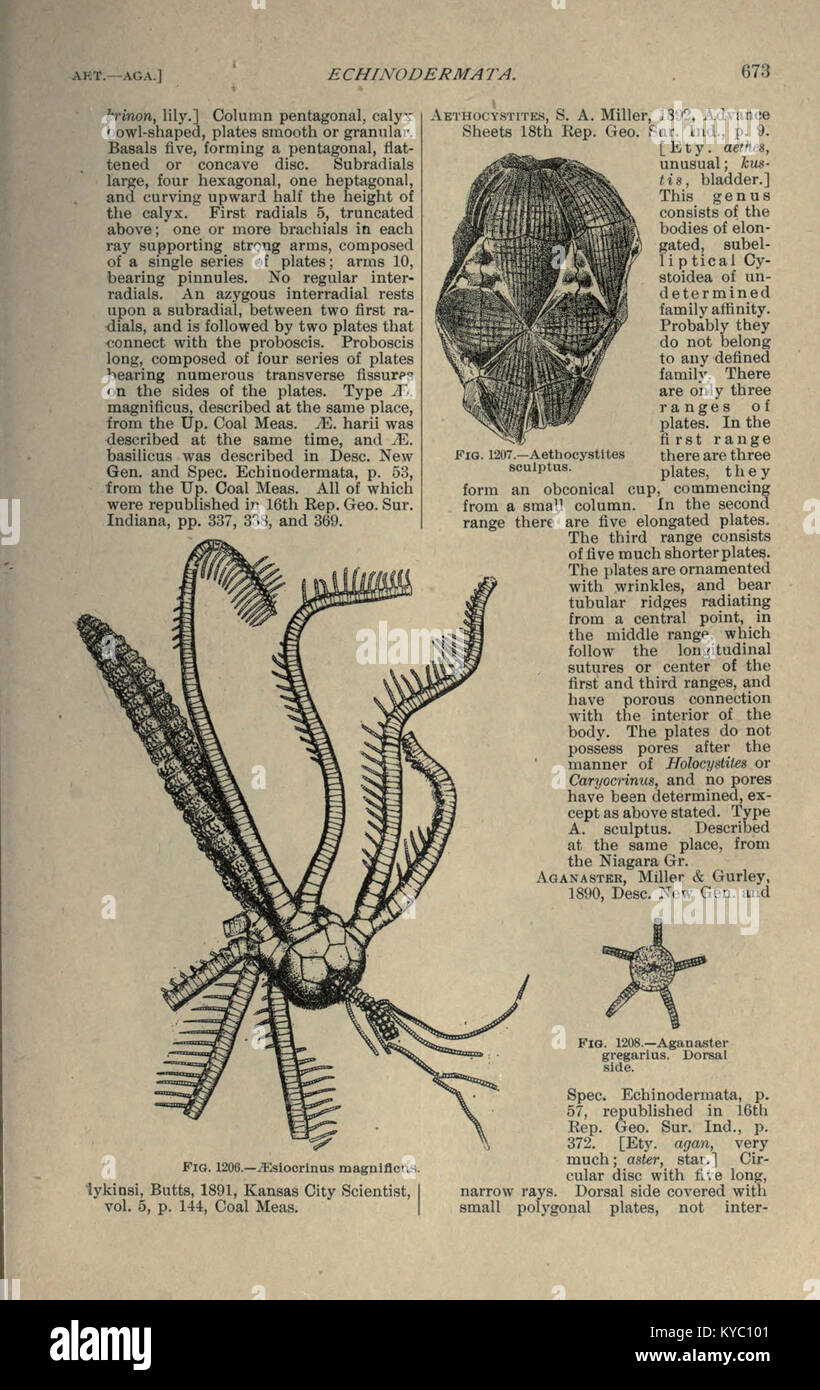 This section addresses fossil bryozoa and sedimentary limestone ...
