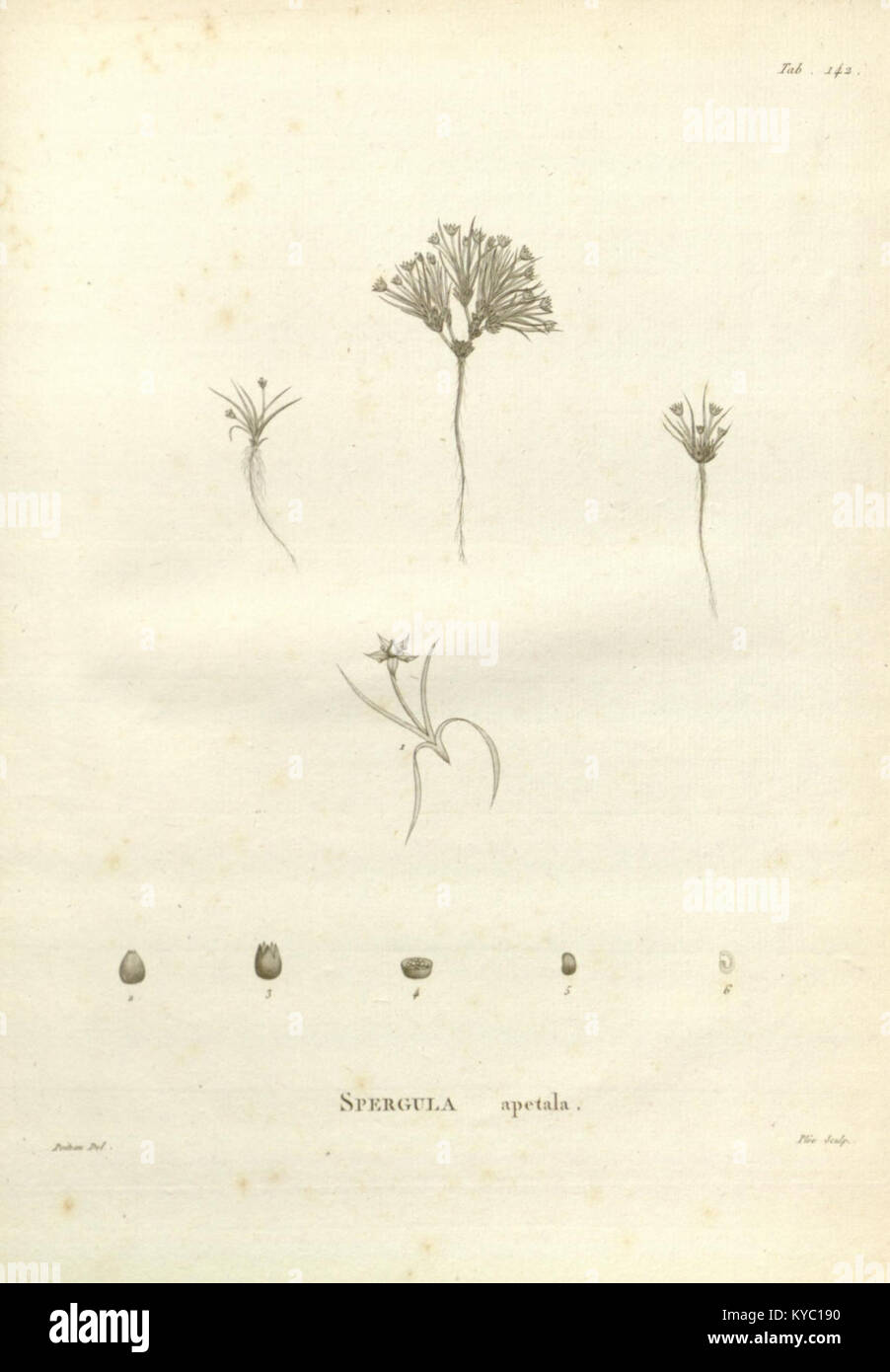 This botanical specimen from the 'Nov. Hollandi' collection, depicted ...
