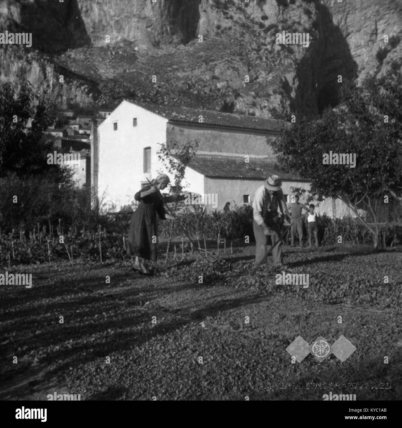 Novak in žena kosita in grabita radič, Osp 1949 Stock Photo - Alamy