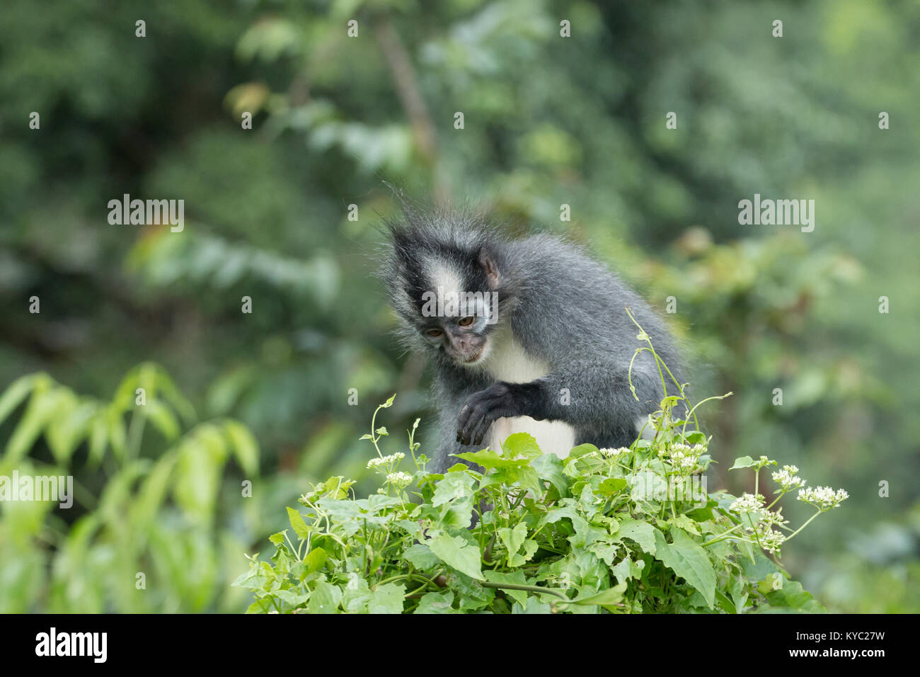 Thomas' langur (Presbytis thomasi), also known as the Thomas Leaf ...