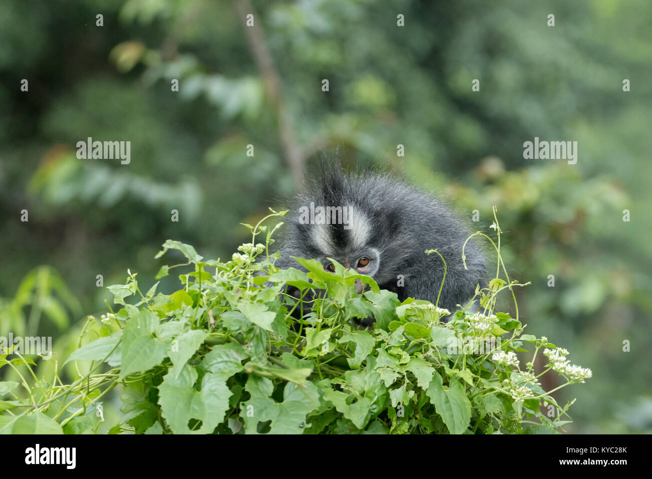 Thomas' langur (Presbytis thomasi), also known as the Thomas Leaf ...