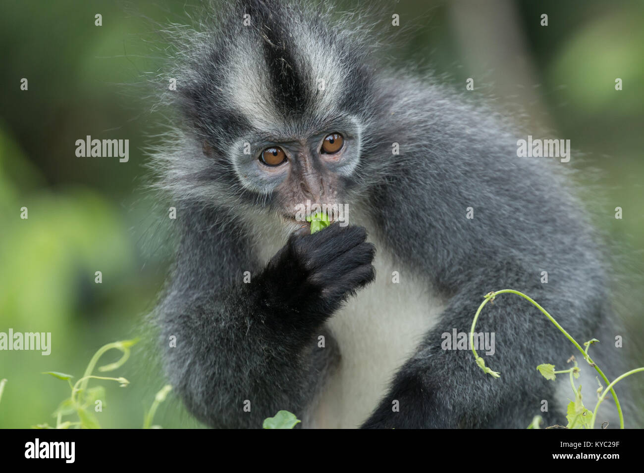 Thomas' langur (Presbytis thomasi), also known as the Thomas Leaf ...