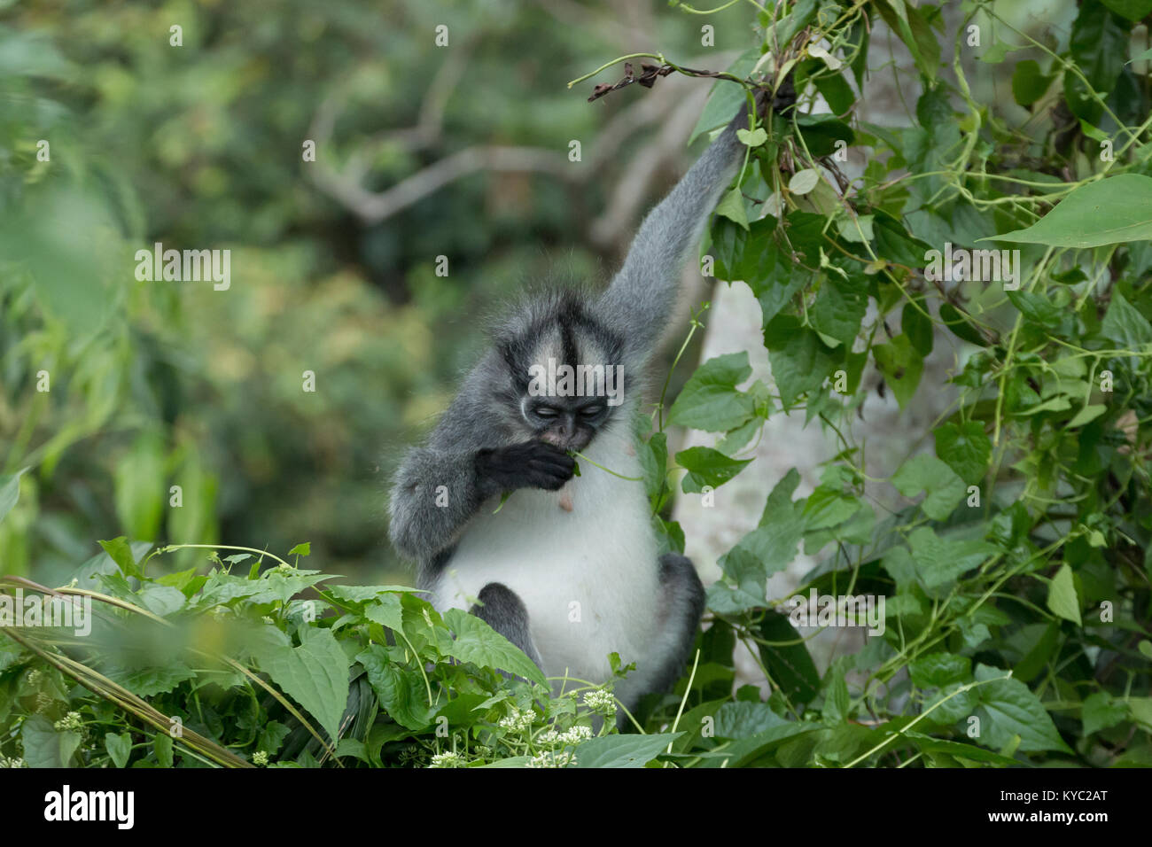 Thomas' langur (Presbytis thomasi), also known as the Thomas Leaf ...