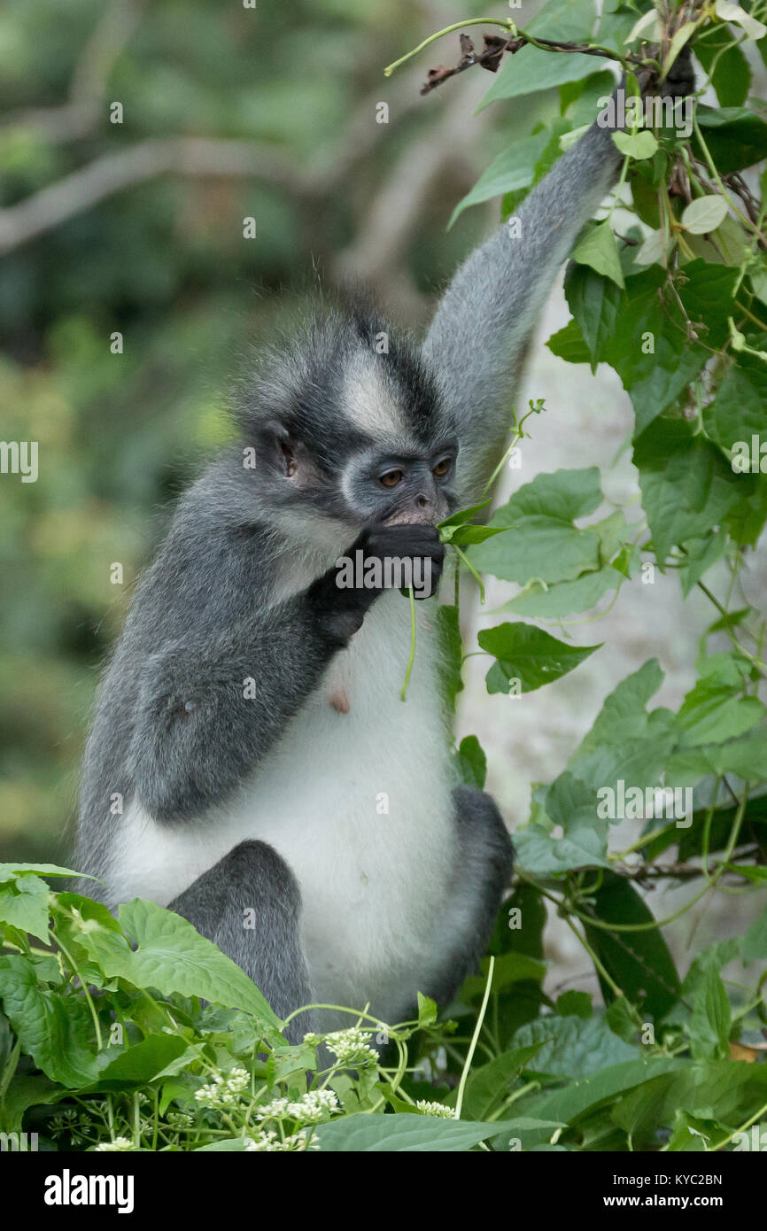 Thomas' langur (Presbytis thomasi), also known as the Thomas Leaf ...