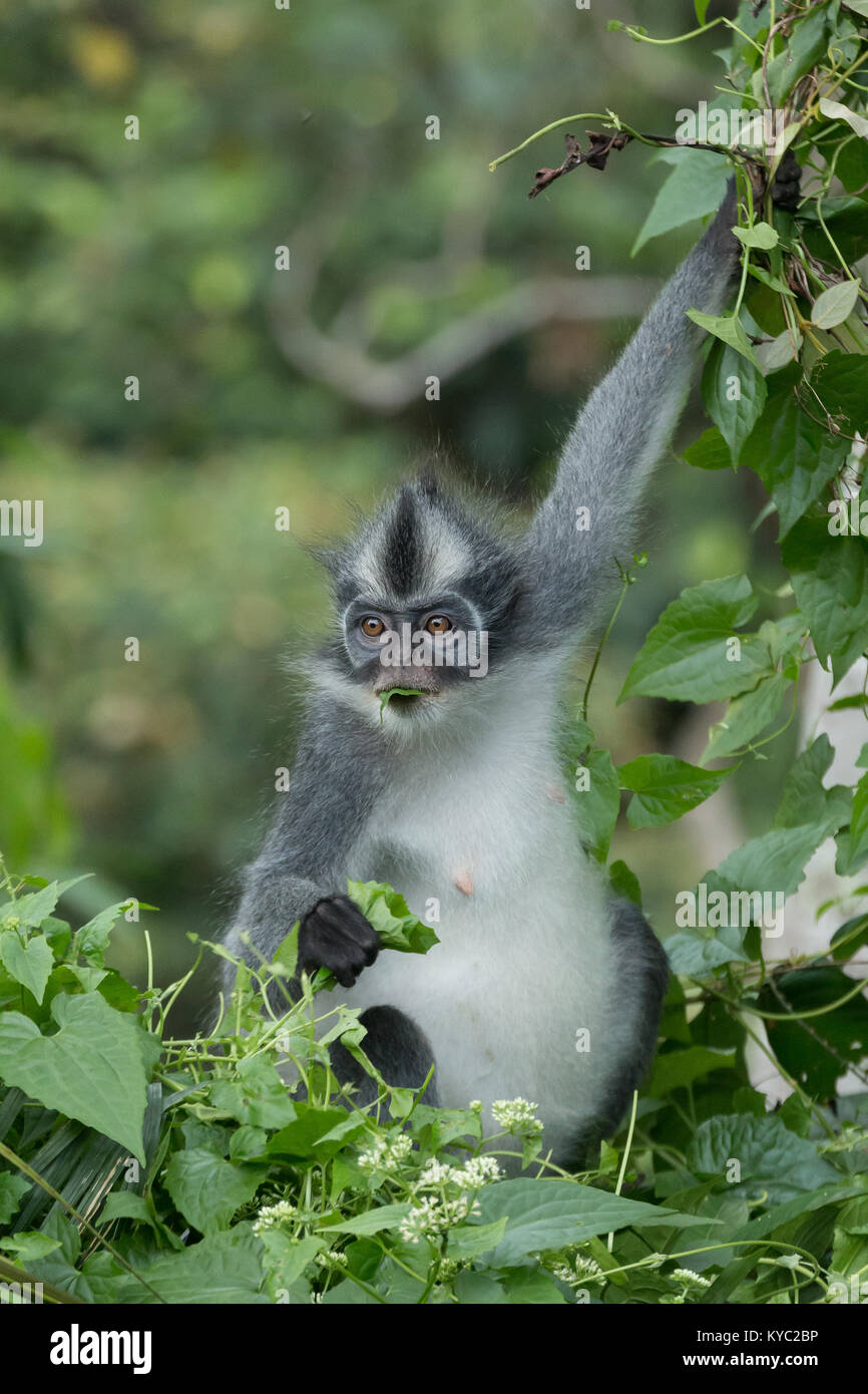 Thomas' langur (Presbytis thomasi), also known as the Thomas Leaf ...