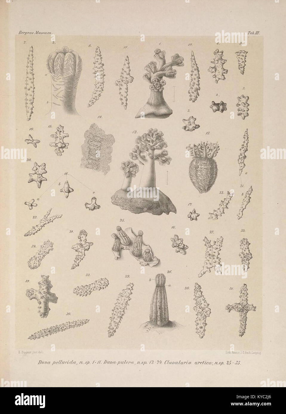 Tilhorende norges fauna hi-res stock photography and images - Alamy