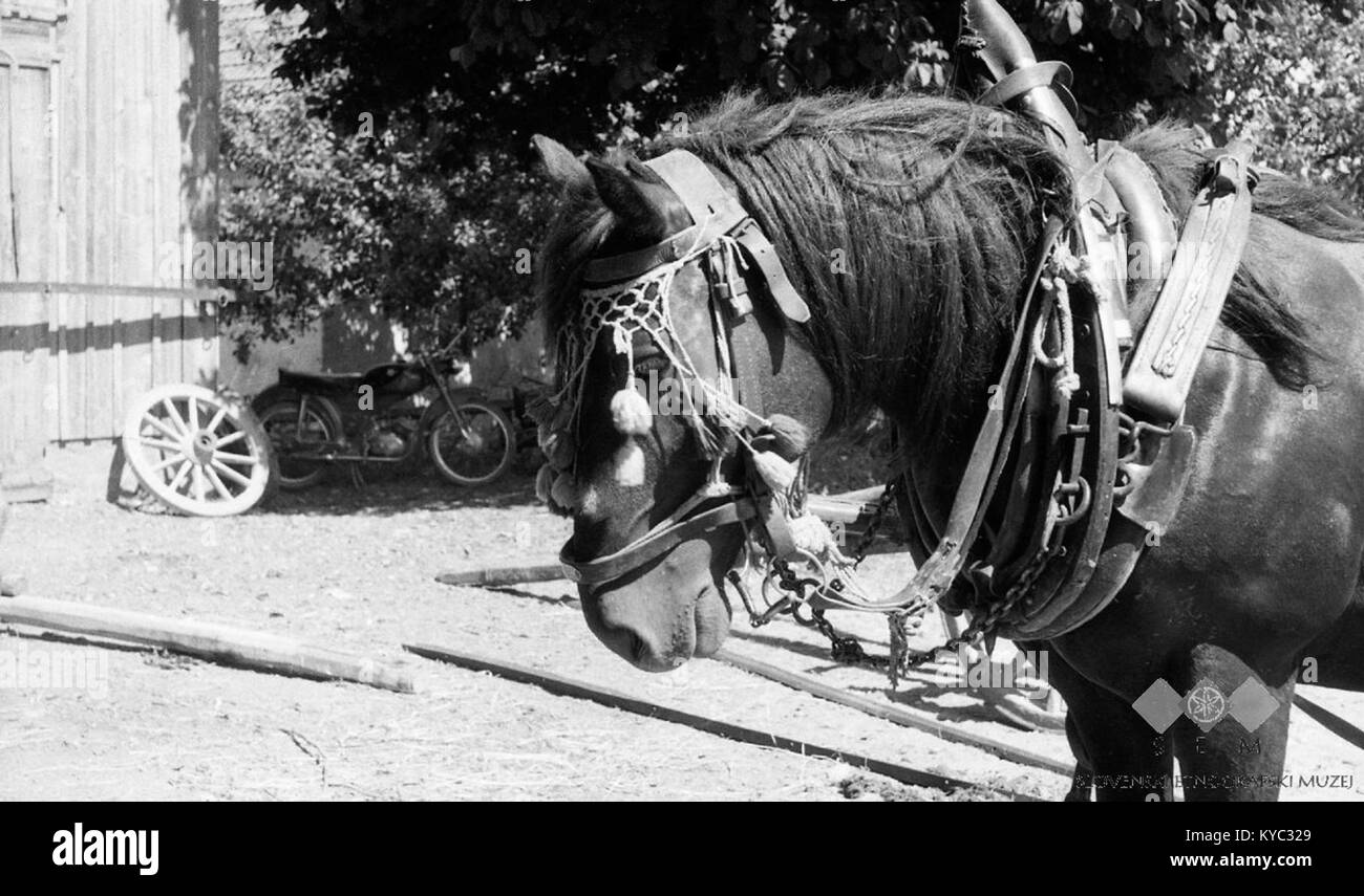 A photo from 1962 showing Osiran horses with 'cuoflni,' used for ...