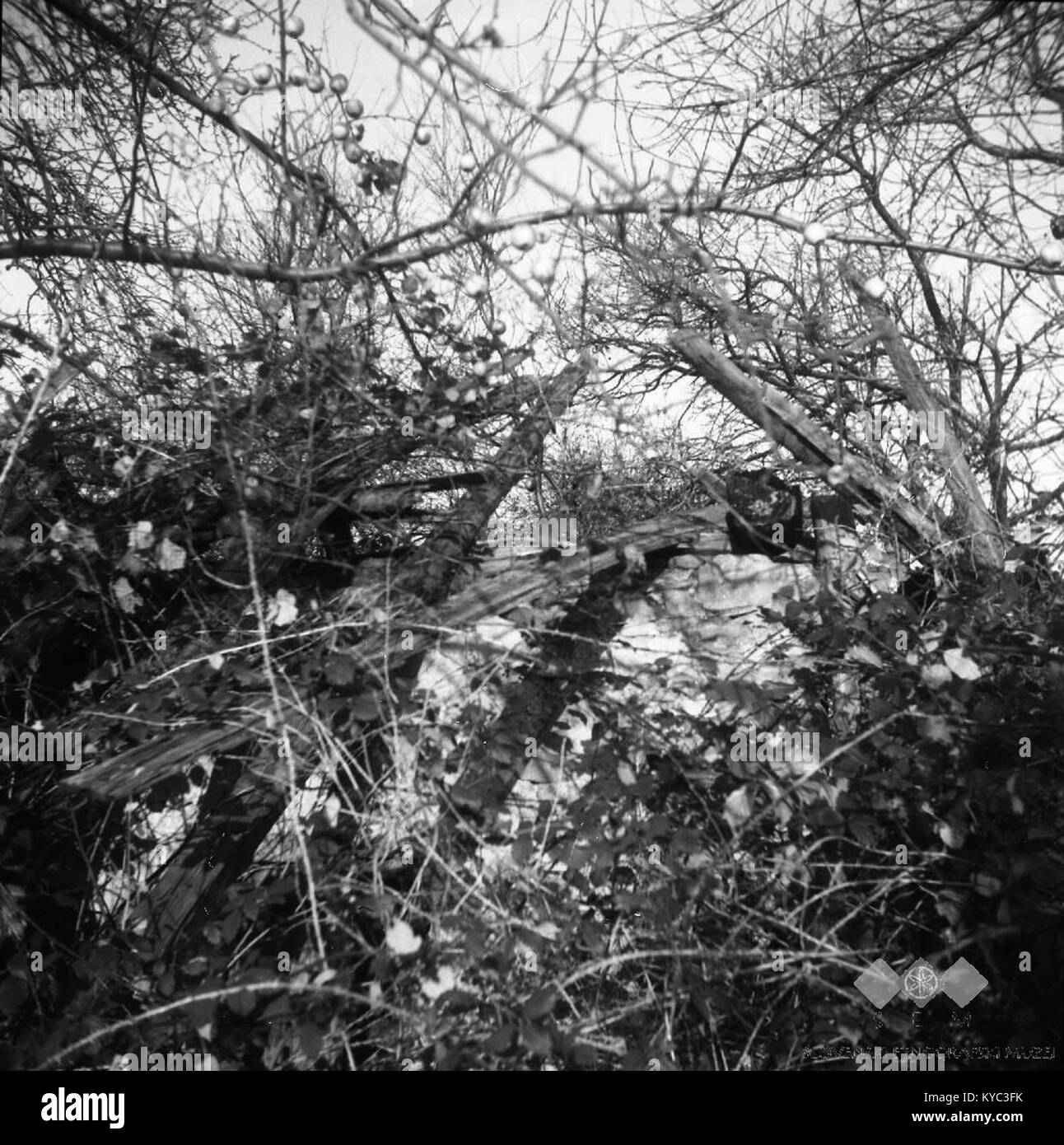 Ob podrti pajšti (sušilnici), pri Rupretu, Modrič, pri Keblu 1963 (2 ...