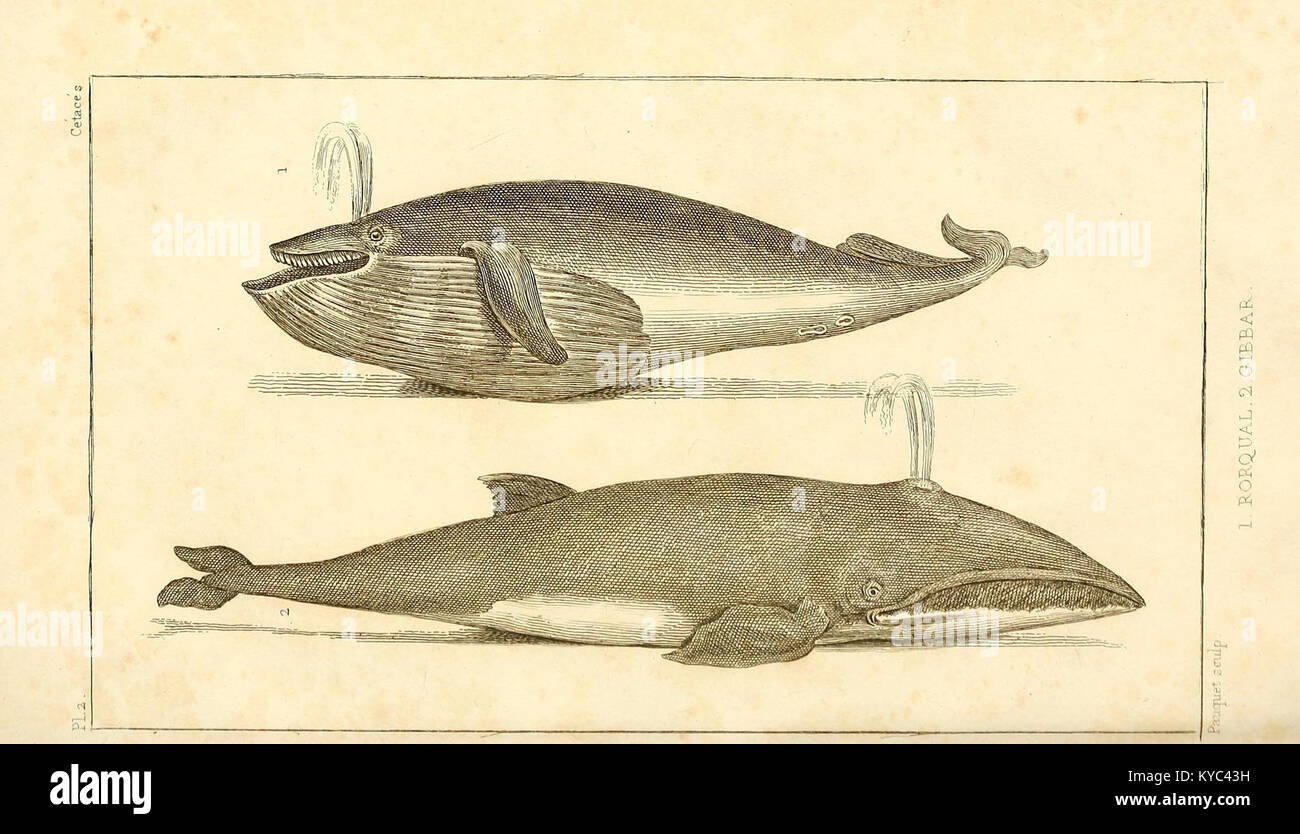 This image depicts an illustration from 'Oeuvres du comte de Lacépède ...