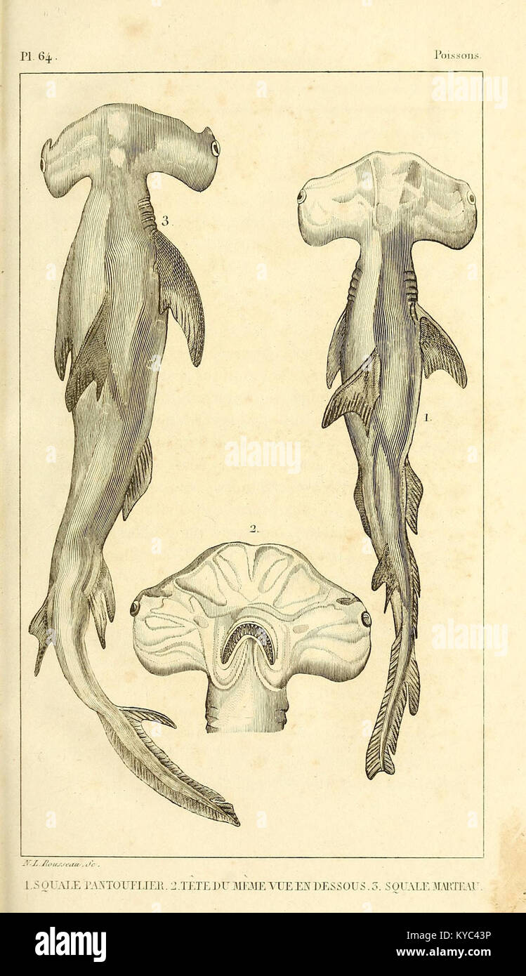 A plate from 'Oeuvres du comte de Lacépède' featuring scientific ...