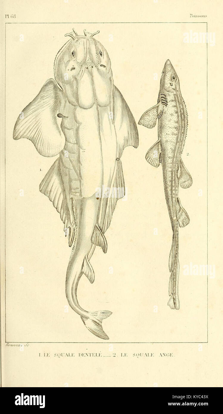 A plate from Oeuvres du comte de Lacépède, featuring zoological ...