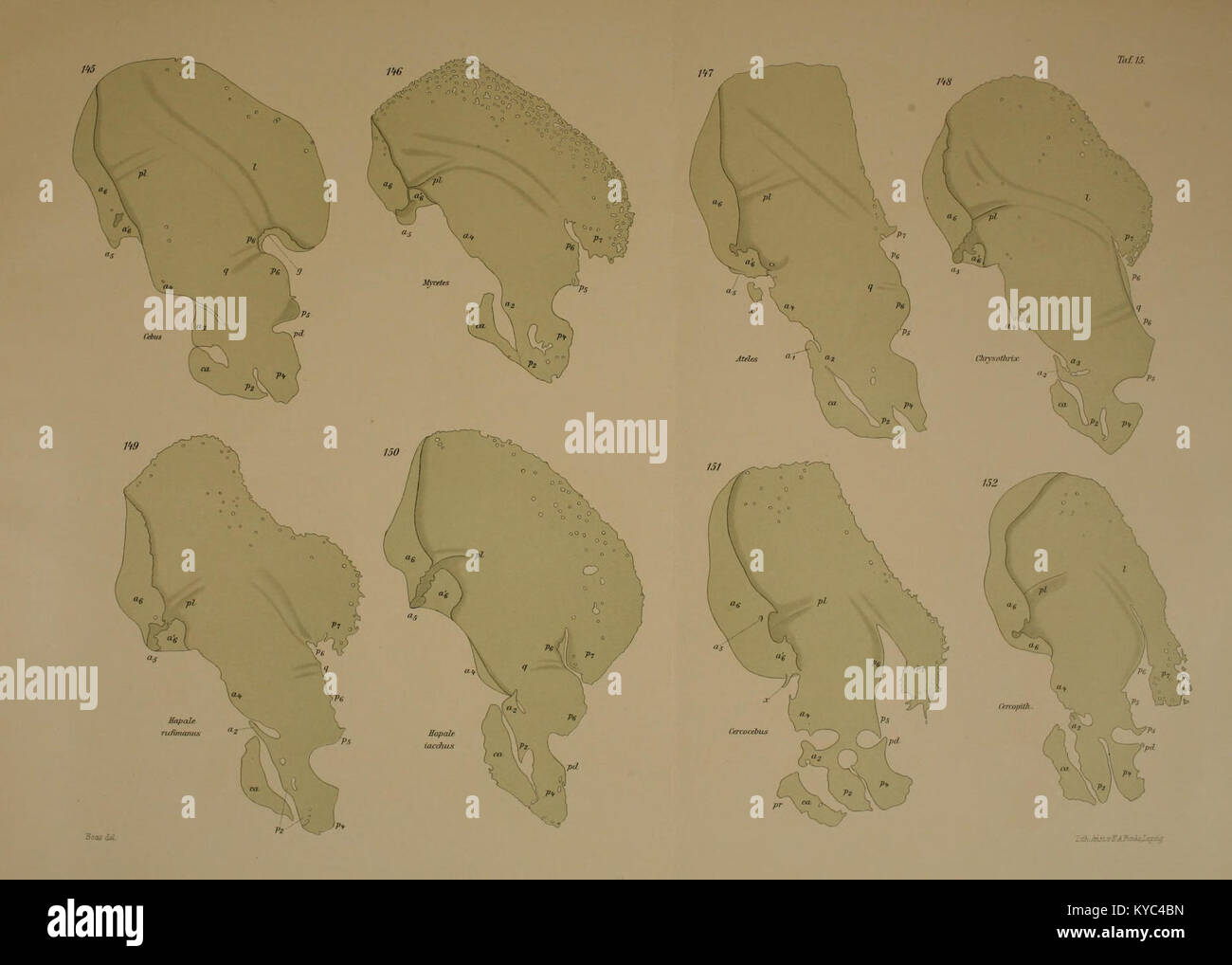 An anatomical illustration showing the ear cartilage and external ear ...