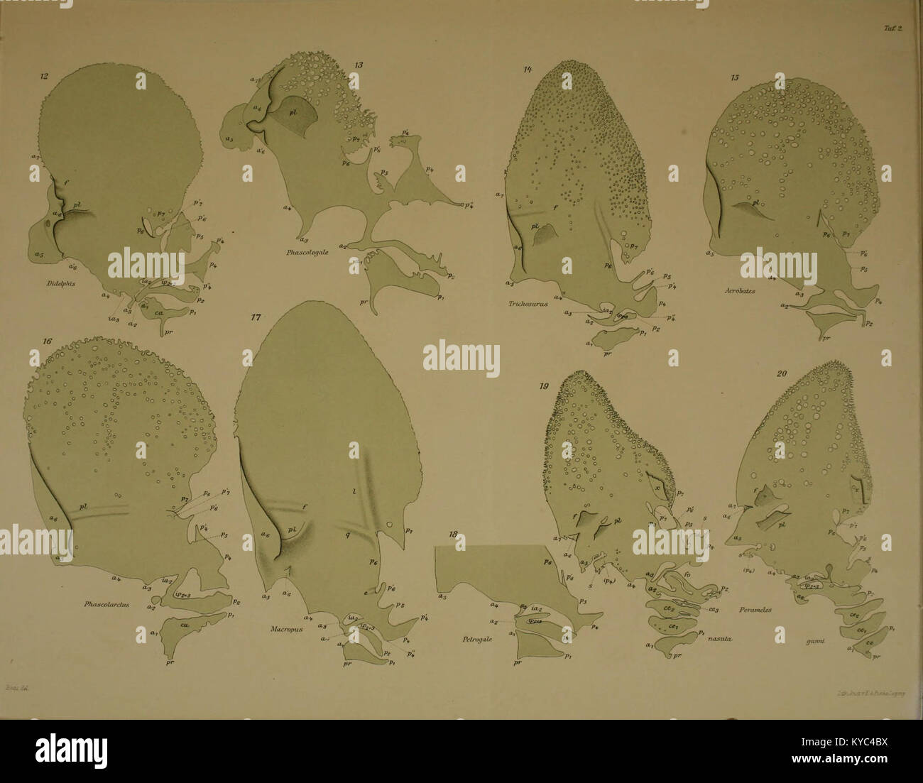 Comparative mammal anatomy hi-res stock photography and images - Alamy