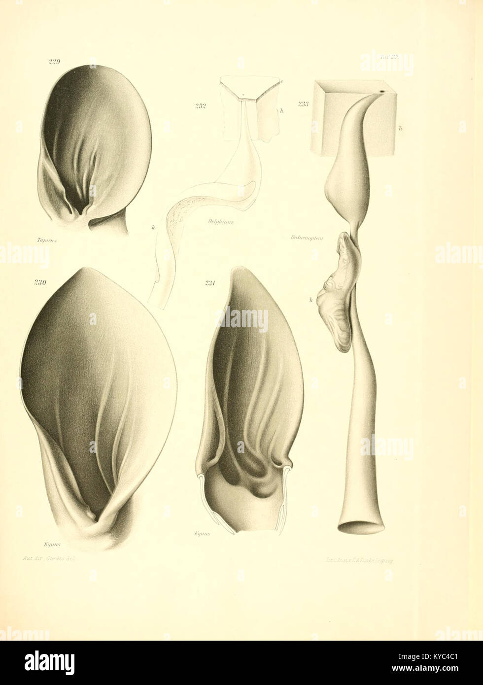 This scientific illustration depicts the cartilage and external ear of ...