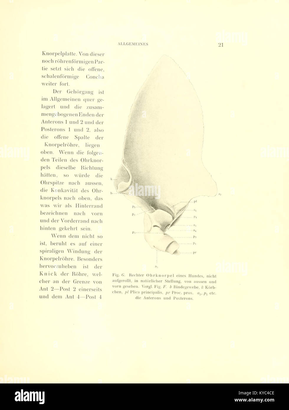 An illustration from a zoological work showing the ear cartilage and ...