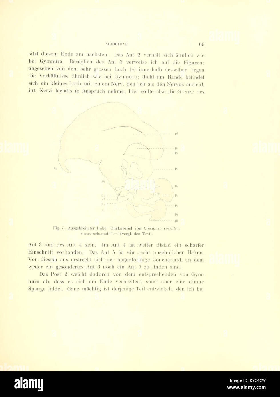 An anatomical illustration depicting the ear cartilage and outer ear of ...