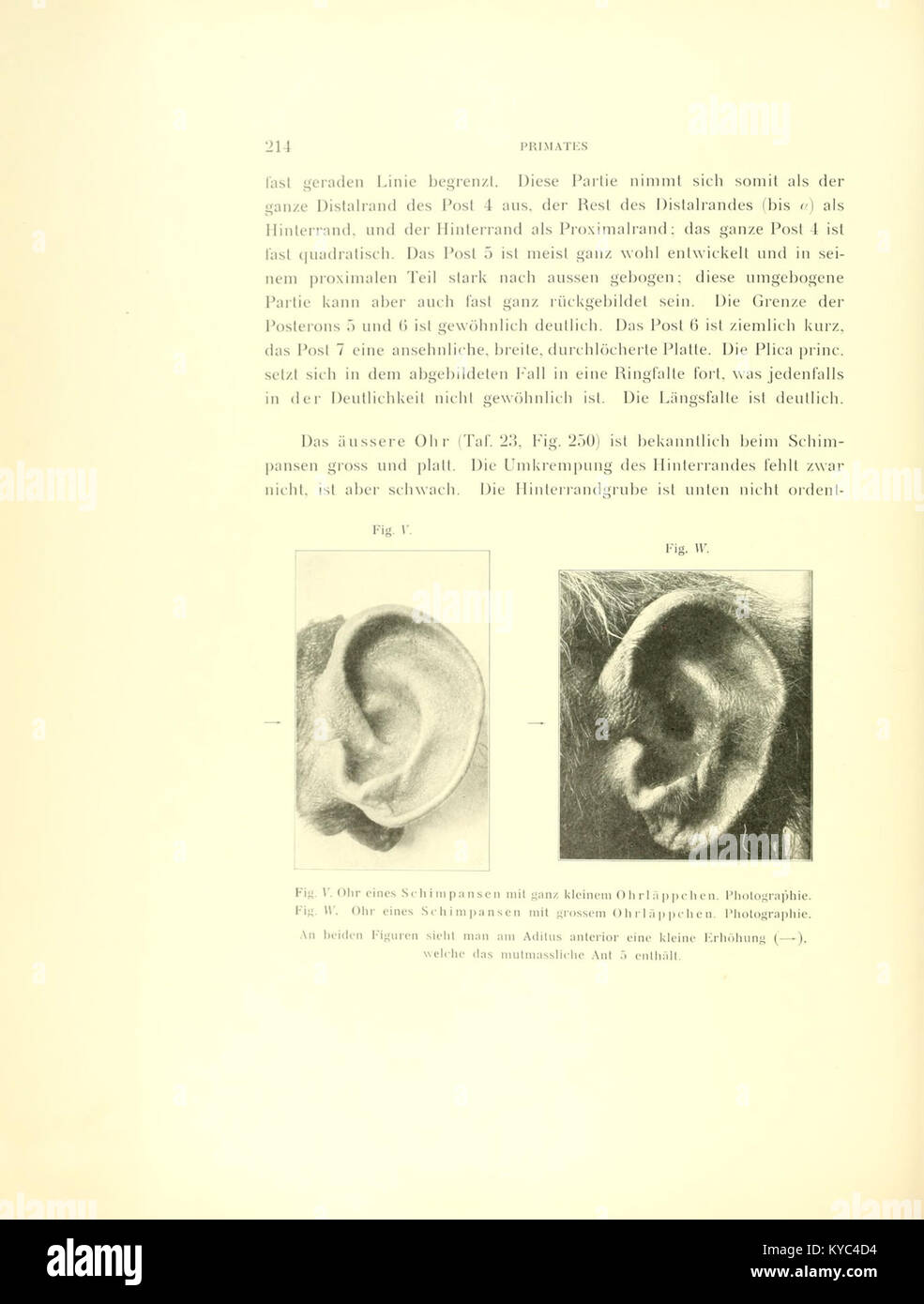 Illustration of the ear cartilage and outer ear anatomy of mammals ...