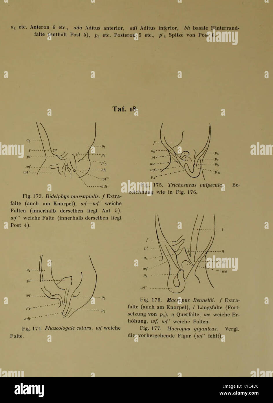 This image illustrates the cartilage and outer ear structure of mammals ...