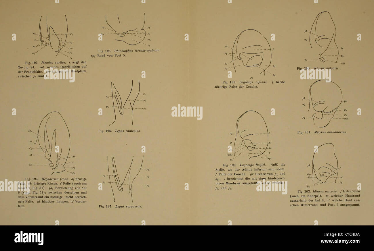 This image presents a detailed scientific illustration of the ear ...