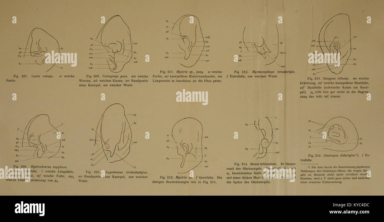 A scientific anatomical plate illustrating the external ear and ear ...