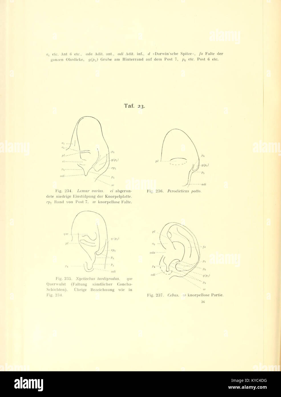 Illustration anatomy of the ear hi-res stock photography and images - Alamy