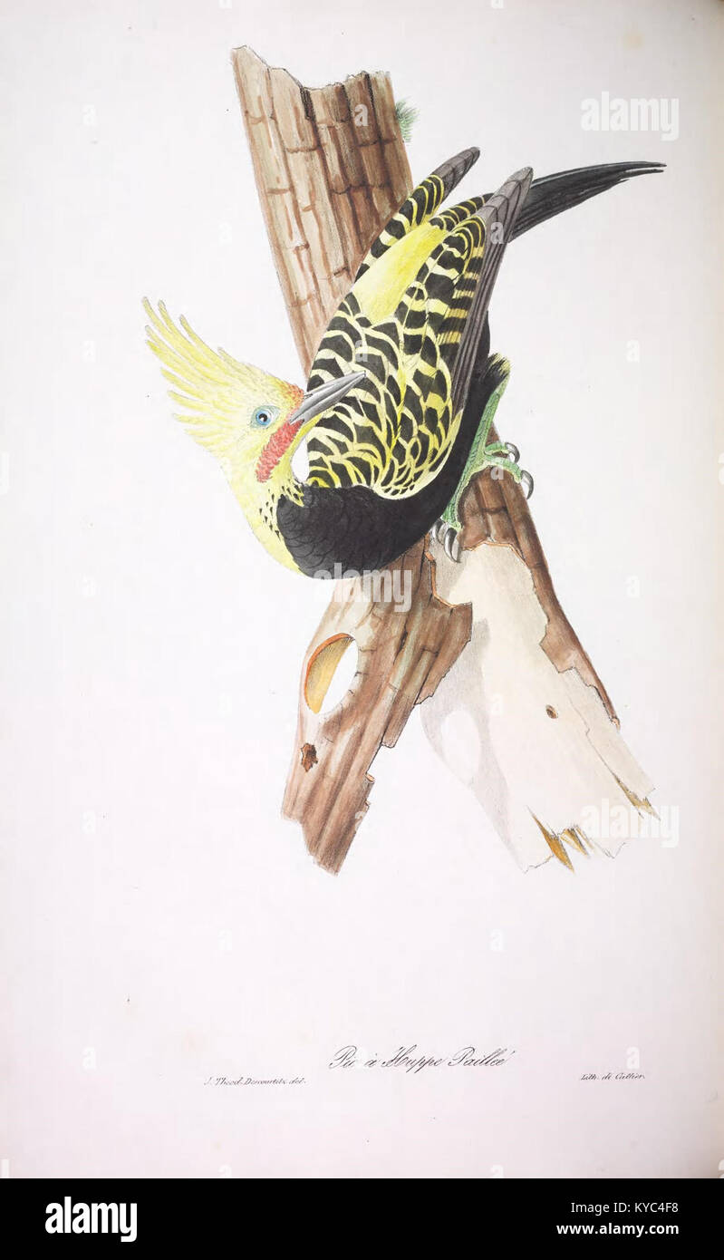 This image showcases the brilliant birds of Brazil, featuring various ...