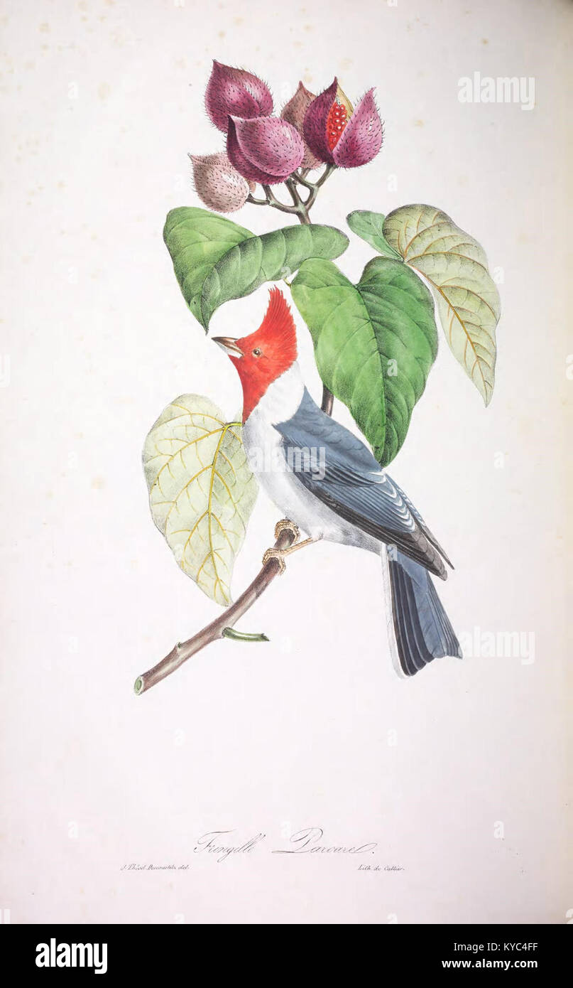 This image showcases the brilliant birds of Brazil, highlighting the ...