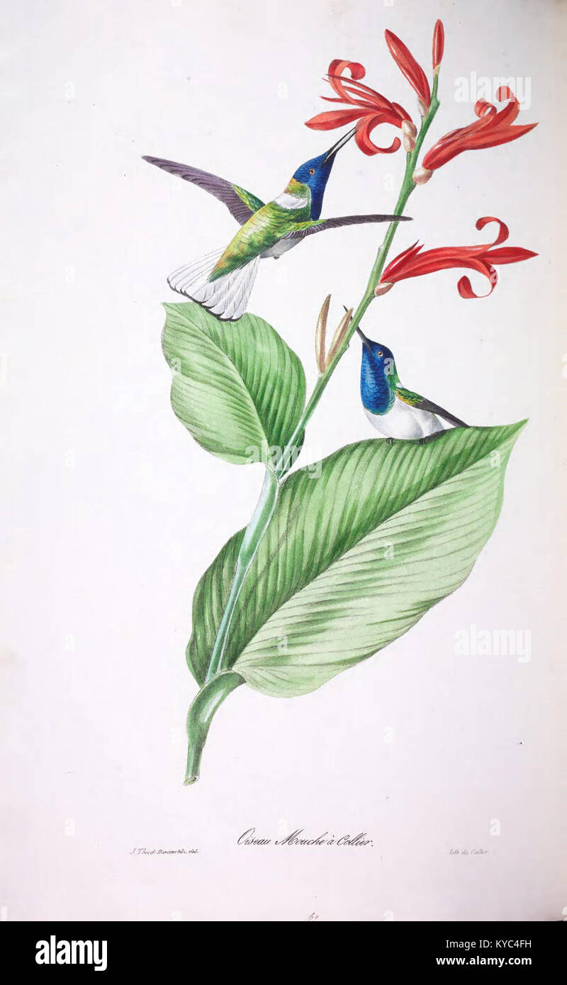 A vibrant illustration of Brazilian birds, depicting various species ...